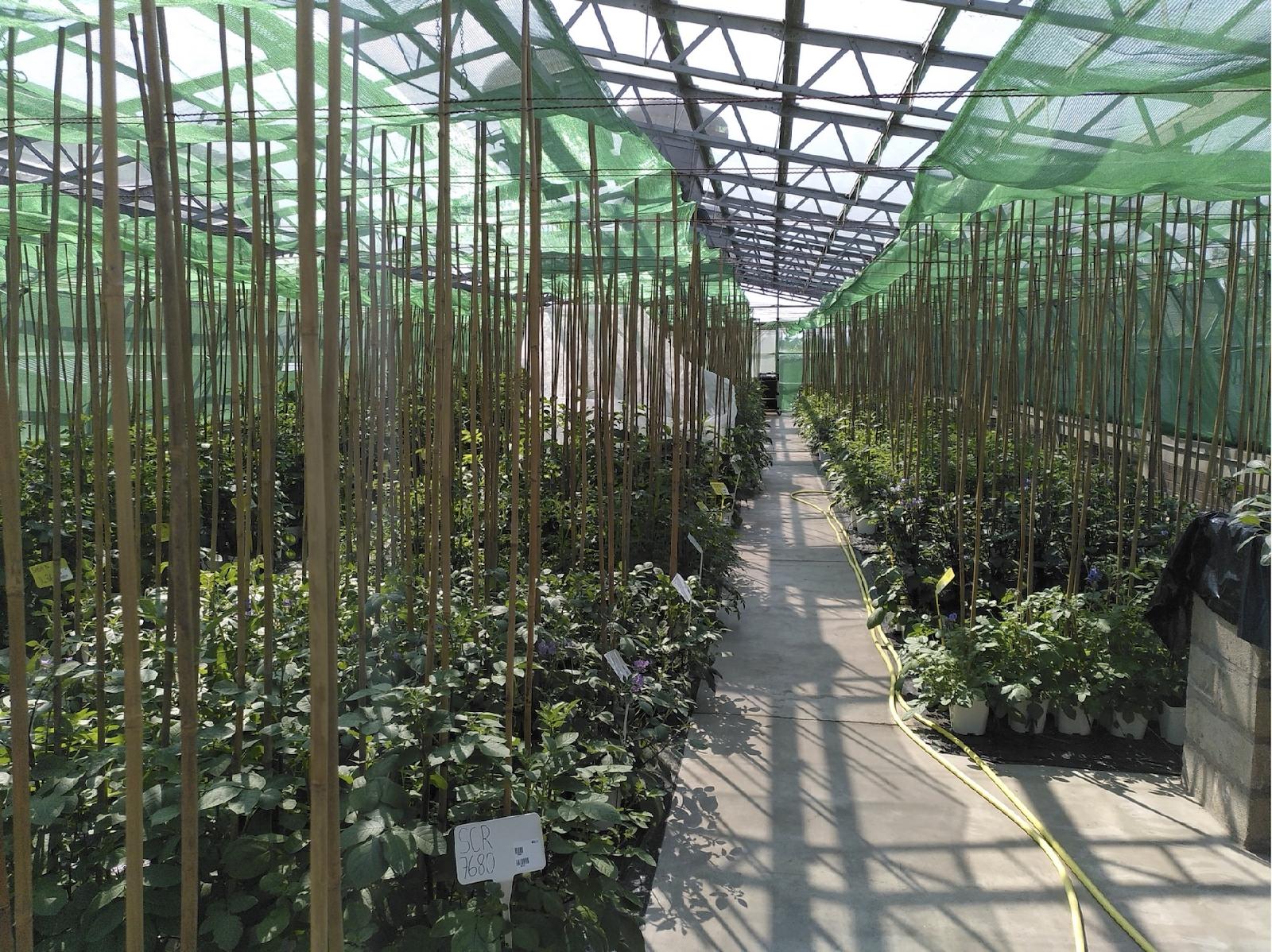 Crop Diversity as a Threat: Life and Death in a Potato Genebank - REPI ...